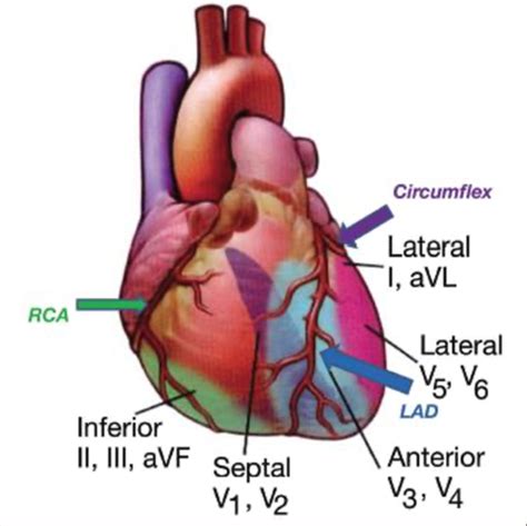 Ekg Leads Flashcards Quizlet