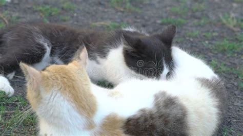 Cat Mom And Kitten Sucking Milk Stock Video Video Of Mother Hair