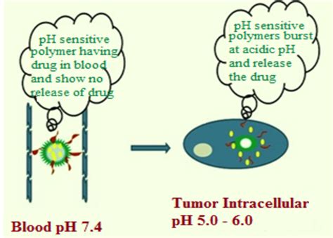 Delivery Of The Drug Through Ph Sensitive Nanoparticles Download