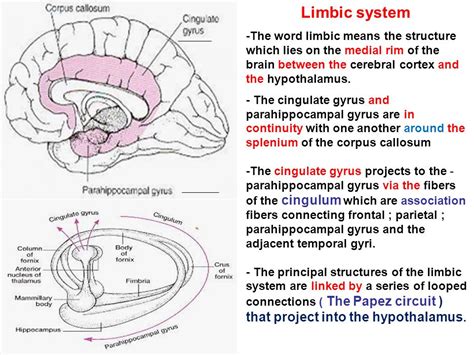 Structures Of The Limbic System And What They Do