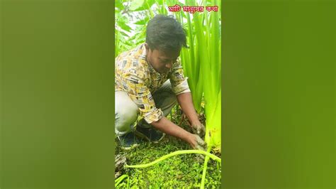 কচু গাছের গোড়ায় কেন মাটি দেওয়া হয় Youtube