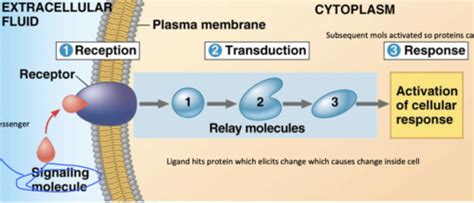 LECTURE 8 BIOC Flashcards Quizlet