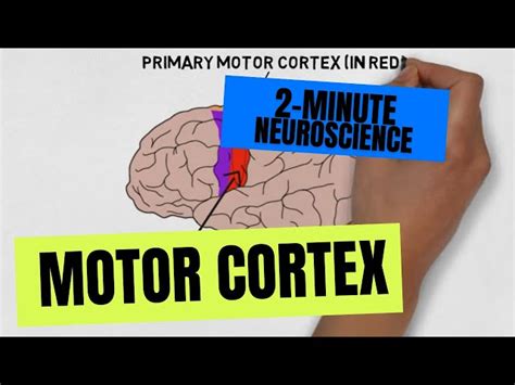Motor Cortex