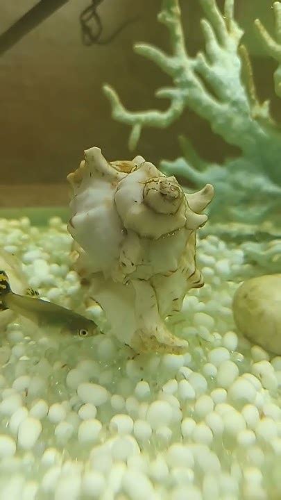Ng Dancing Yong Shell Sa Aquarium Horts Viral Video Youtube