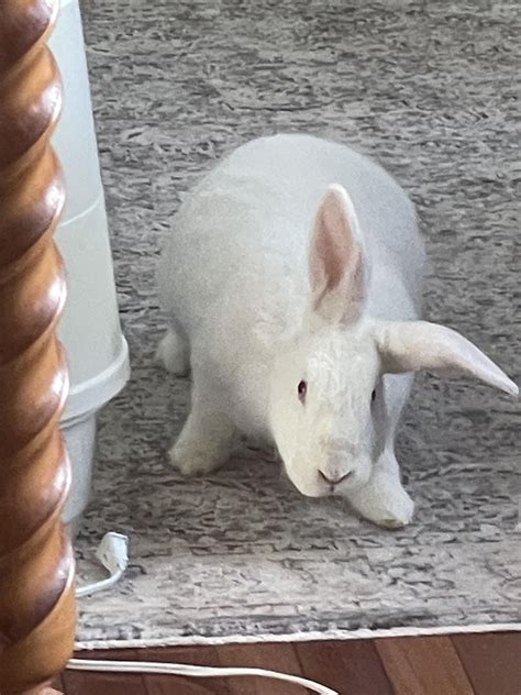 What An Absolute Goobie Snoobert R Bunnies