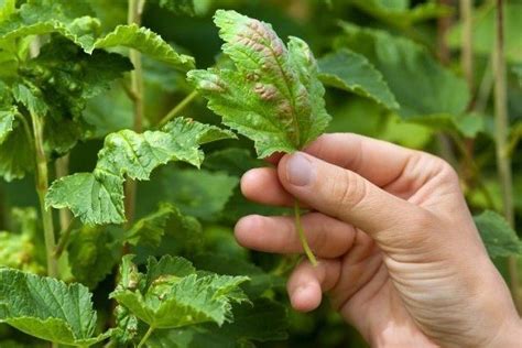 Як позбутися попелиці на смородині Читайте на Ukr Net