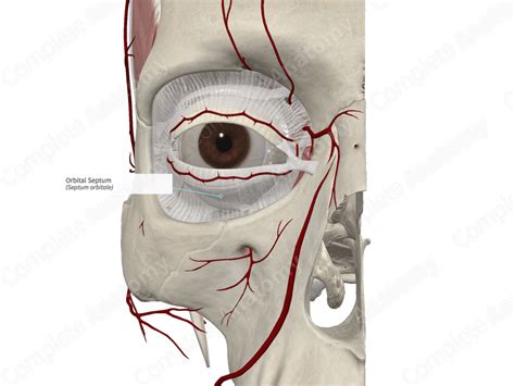 Orbital Septum Complete Anatomy