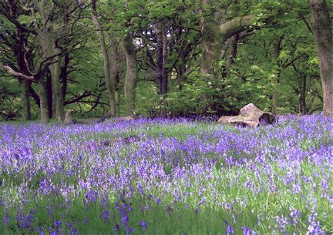 British Wild Flower Guide