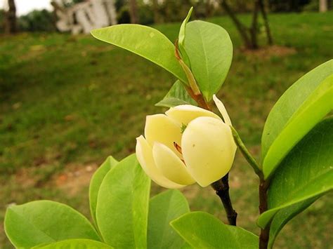 含笑花花語是什麼 含笑花的傳說 壹讀