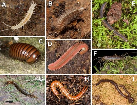 Myriapods Examples