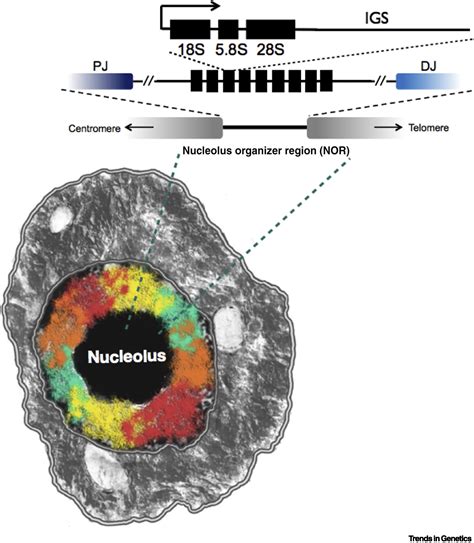 Inside The Nucleolus