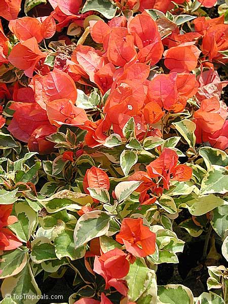 Bougainvillea Orange