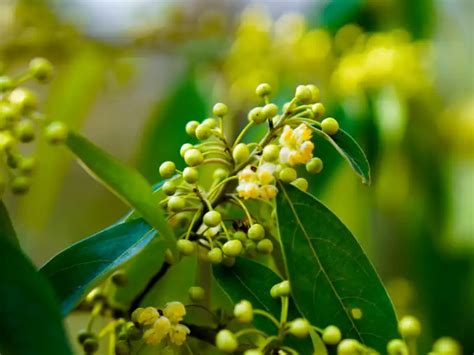 Litsea Cubeba Oil Nishant Aromas