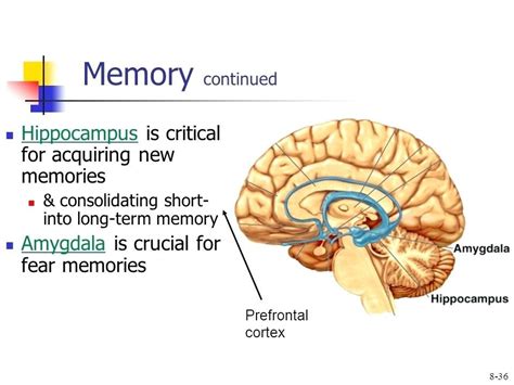 Part Of Brain For Short Term Memory Brainlyxe
