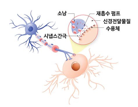 신경전달물질의 종류와 역할 네이버 블로그
