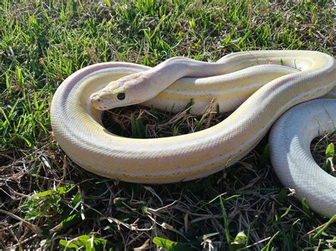 Yearling Dwarf Anery Ultra Ivory Reticulated Python By Tgr Exotics