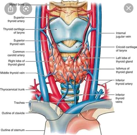 Thyroid Gland Anatomy Netter