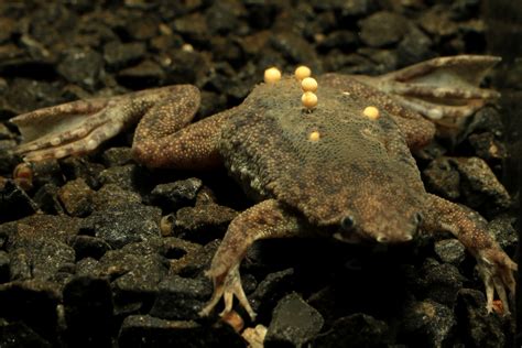 Suriname Toad Species Profile With Fun Facts And Pictures