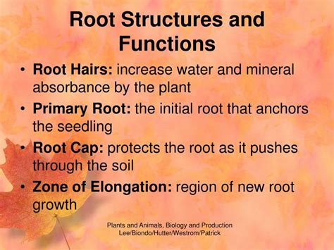 PPT Plant Parts And Their Functions PowerPoint Presentation Free Download ID