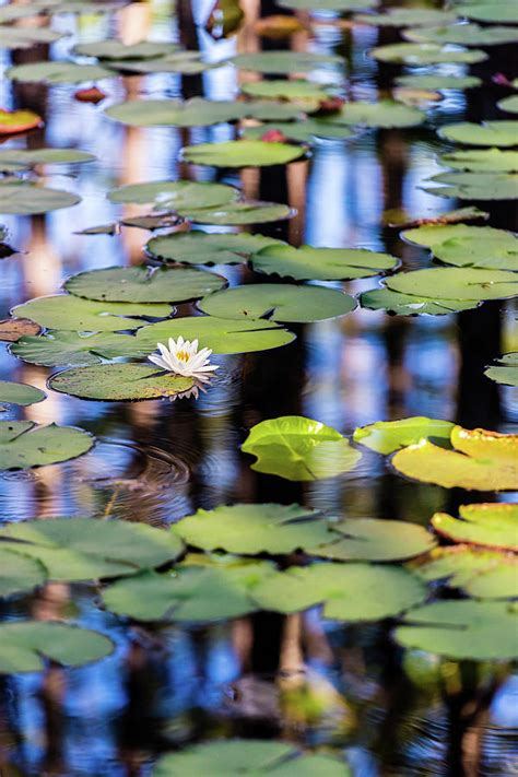Lilypad Cypress Pond Photograph By Kurt Lischka Fine Art America