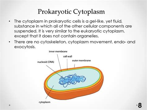 Prokaryotic Cell Function