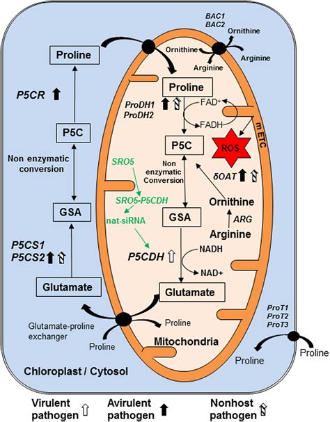 Frontiers Role Of Proline And Pyrroline 5 Carboxylate Metabolism In