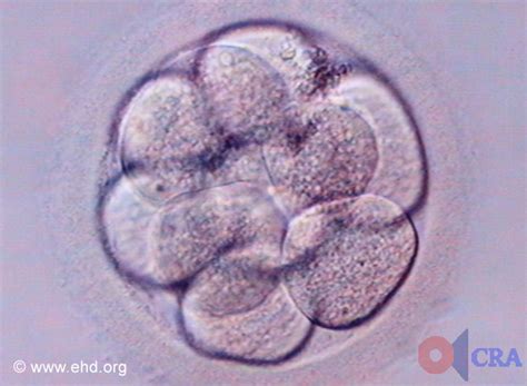 Ten Cell Embryo