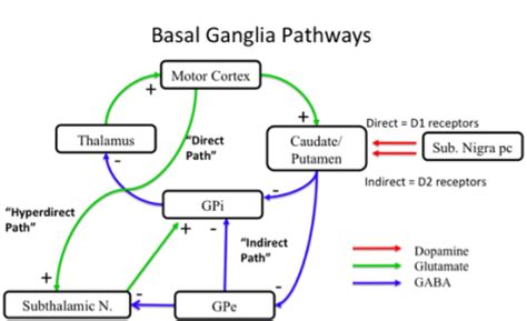 The Hyperdirect Pathway In Basal Ganglia