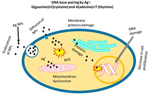 Microenvironmental Behaviour Of Nanotheranostic Systems Encyclopedia Mdpi