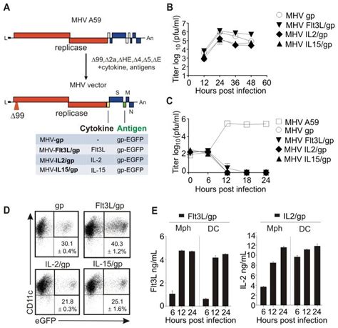 A Schematic Representation Of Mhv A59 Genome And Construction Of
