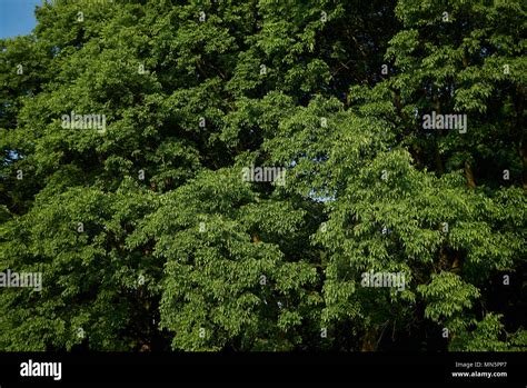 Lote Tree Stock Photos Lote Tree Stock Images Alamy