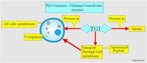 Gamma Glutamyltransferase Ggt γ Glutamyl Transpeptidase