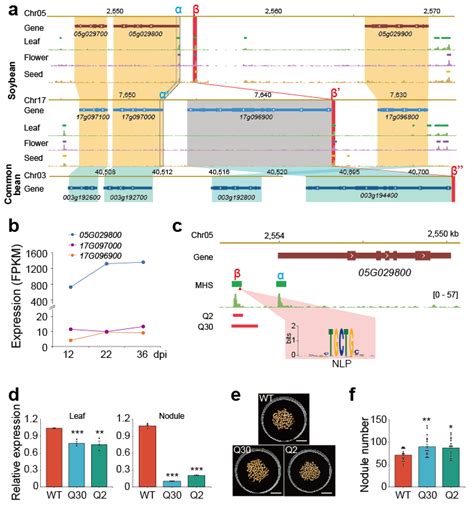 Pnas 蒋继明 孟凡立合作揭示大豆调控序列重塑是导致重复基因转录变化的基础 知乎