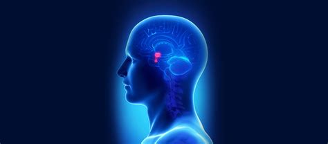 Pituitary Tumor Surgery From Diagnosis To Recovery