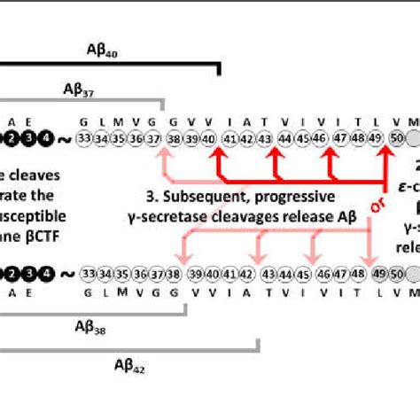 Secretase Cleavage Of Apps Ctf To Generate A The Entirety Of Ctf