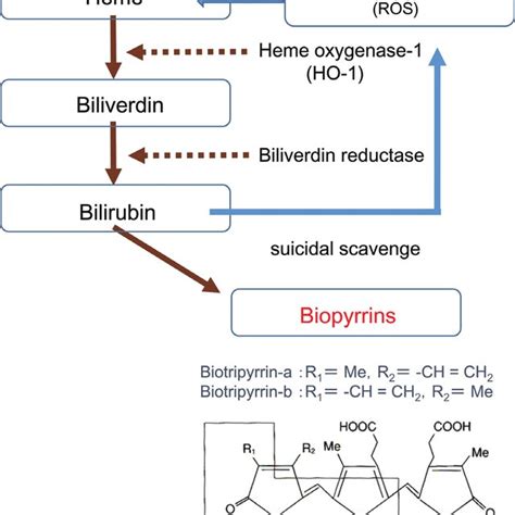 Bilirubin Oxidation And Biopyrrins Production Pathway Reactive Oxygen Download Scientific