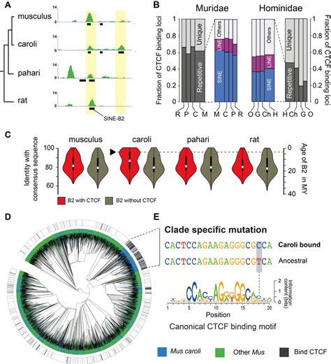A Single Nucleotide Mutation In A Mus Caroli Specific Expanding Sine B2 Download Scientific