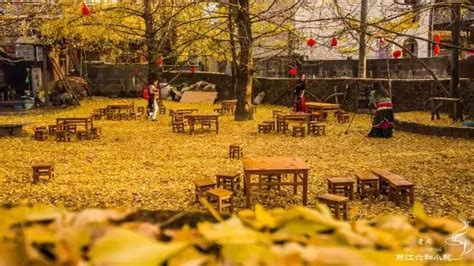 雲南騰衝銀杏村 每日頭條