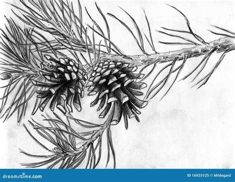 Pine Cones On Tree Branch Stock Illustration Illustration Of Needles