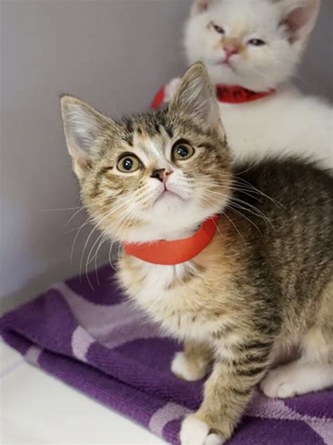 Pets Of The Week Meet Strawberry Raven