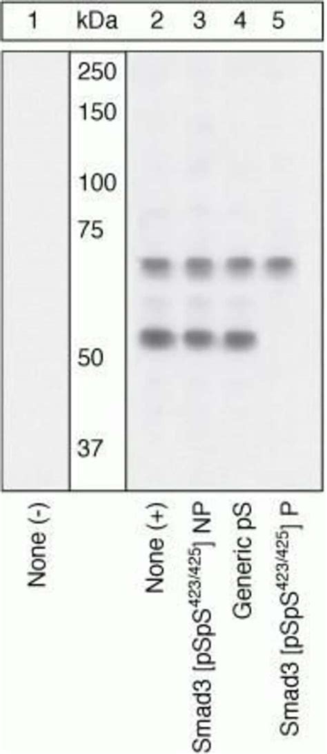 Phospho Smad3 Ser423 Ser425 Polyclonal Antibody Invitrogen 100 μl