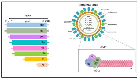 Bird Flu Virus Structure