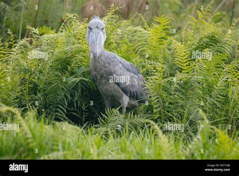 Afrikanischer Vogel Schuhschnabel Storch Fotos Und Bildmaterial In