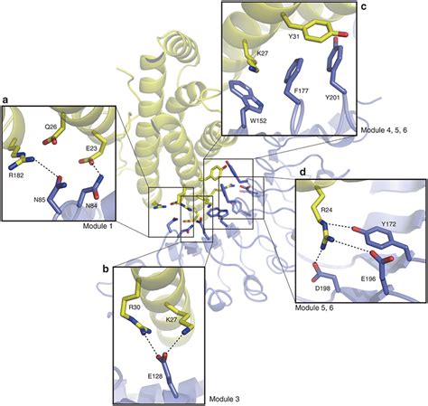 Analysis Of The Binding Interface Between R D3E8 And HIL 6 On A Modular Download Scientific