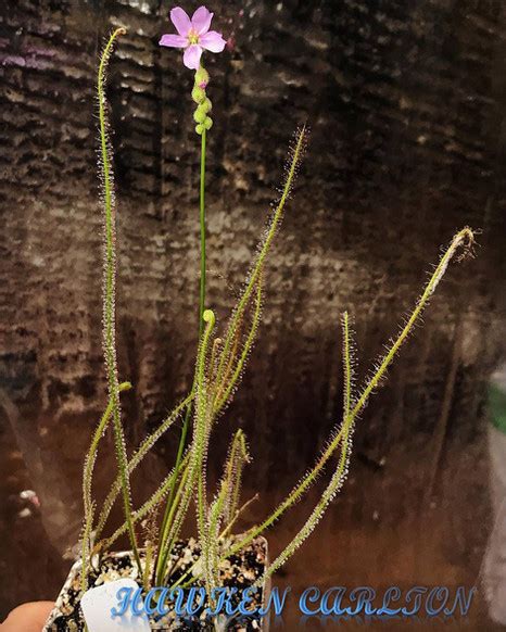 Drosera Filiformis Filiformis Carlton Carnivores