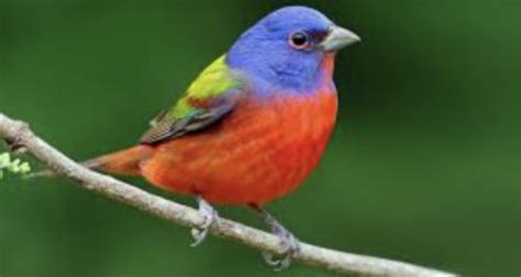 Bird Classification Flashcards Quizlet
