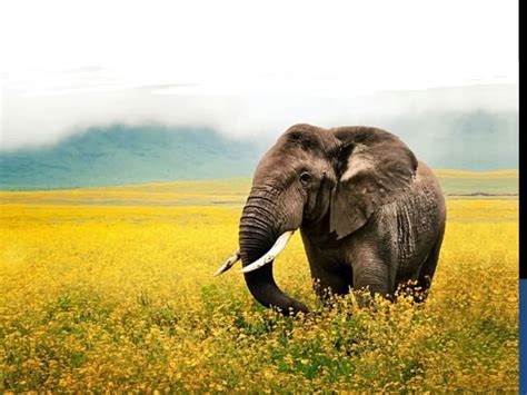 Php Introduction Ppt