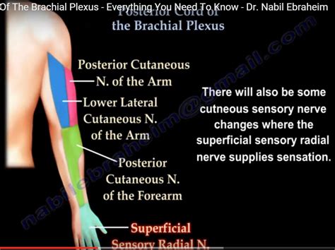 Posterior Cord Of Brachial Plexus Anatomy —