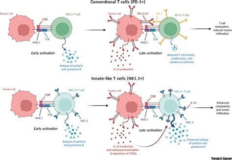 Cytotoxic T Cells Activation
