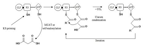 Schematic Representation Of Polyketide Biosynthesis By Minimal Type Ii Download Scientific